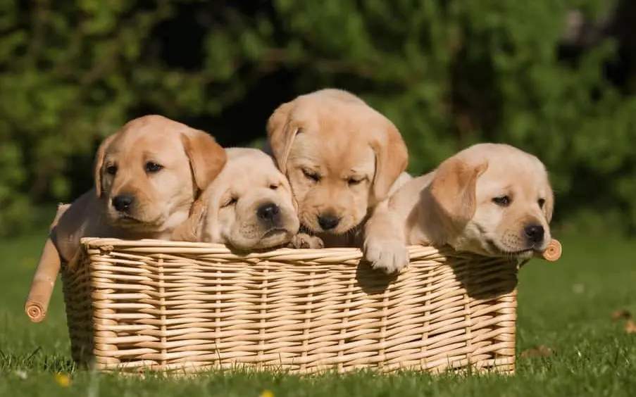Labradorss: A Beloved Breed