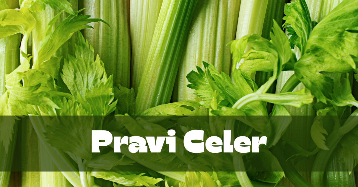 Discover the Benefits of Pravi Celer: Your Ultimate Guide to this Superfood